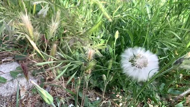 Dandelion Plant In Urdu