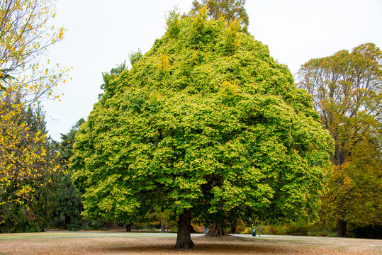 "Elm Tree" Images – Browse 41,577 Stock Photos, Vectors, and Video ...