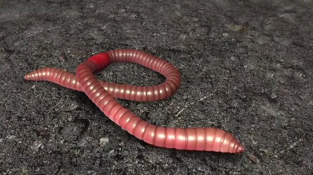 "Common Earthworm" Images – Browse 524 Stock Photos, Vectors, and Video ...