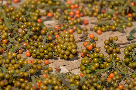 "Piper Cubeba" Images – Browse 535 Stock Photos, Vectors, and Video ...