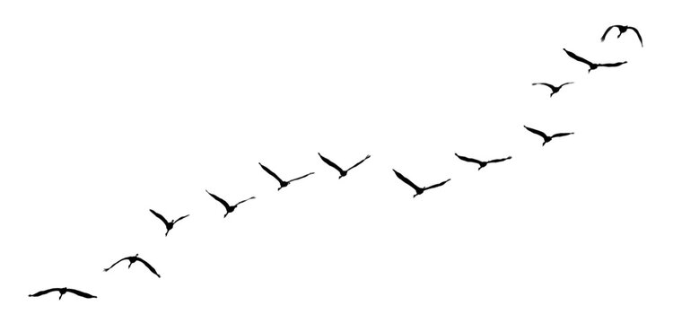 Birds Flying Overlay Images – Browse 3,169 Stock Photos, Vectors, and ...