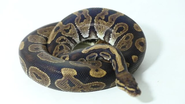 Imágenes de Ball Python: descubre bancos de fotos, ilustraciones ...
