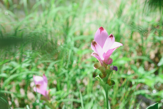 "Ginger Family" Images – Browse 5,079 Stock Photos, Vectors, and Video ...