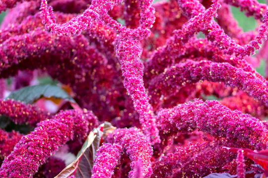 Amaranth Flower Images – Browse 12,137 Stock Photos, Vectors, and Video ...