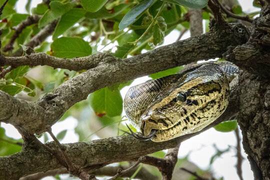 "Python Snake"-Bilder: Stock-Fotos & -Videos. | Adobe Stock