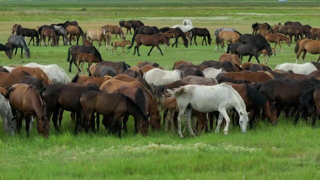 Horse-Breeding Images – Browse 17,420 Stock Photos, Vectors, and Video ...