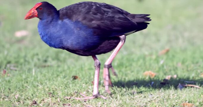 "Australasian Swamphen" Imagens – Procure 1,426 fotos, vetores e vídeos ...