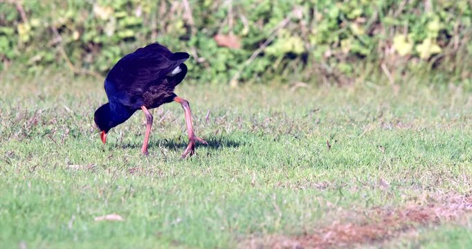 "Australasian Swamphen" Images – Browse 1,428 Stock Photos, Vectors ...