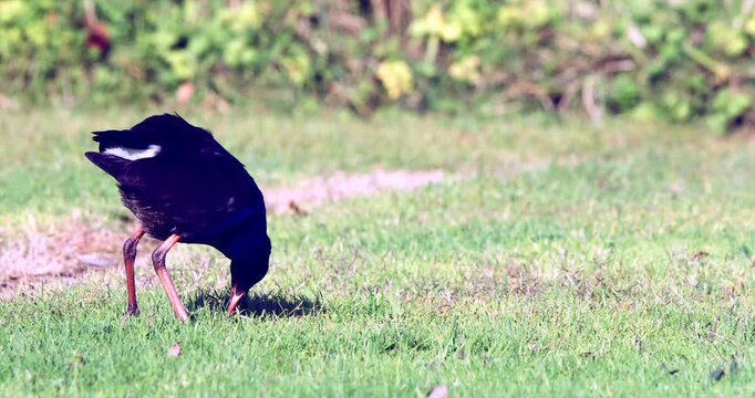 "Australasian Swamphen" Imagens – Procure 1,426 fotos, vetores e vídeos ...