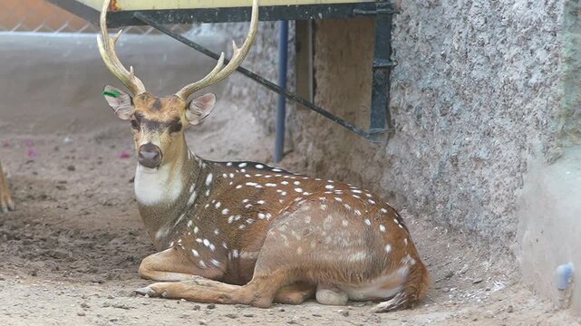 "Deer Sitting" Images – Browse 76 Stock Photos, Vectors, and Video ...