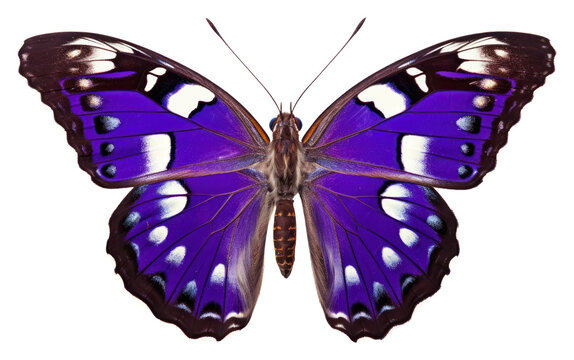 "Purple Emperor" Images – Browse 1,061 Stock Photos, Vectors, and Video ...