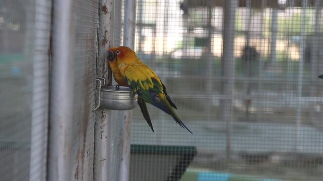 "Sun Conure" Images – Browse 5,060 Stock Photos, Vectors, and Video ...