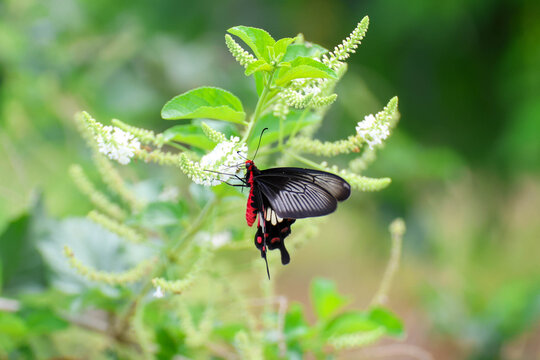 "Common Rose" Images – Browse 442 Stock Photos, Vectors, and Video ...