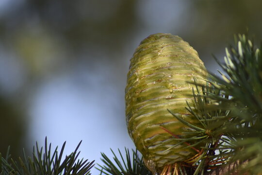 "Lebanon Cedar" Images – Browse 1,651 Stock Photos, Vectors, and Video ...