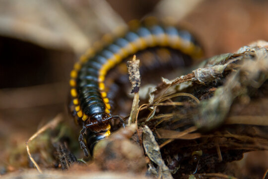 "Yellow-Spotted Millipede" Images – Browse 138 Stock Photos, Vectors ...