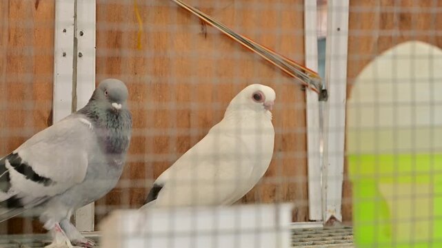 "Pigeon Coop" Images – Browse 874 Stock Photos, Vectors, and Video ...