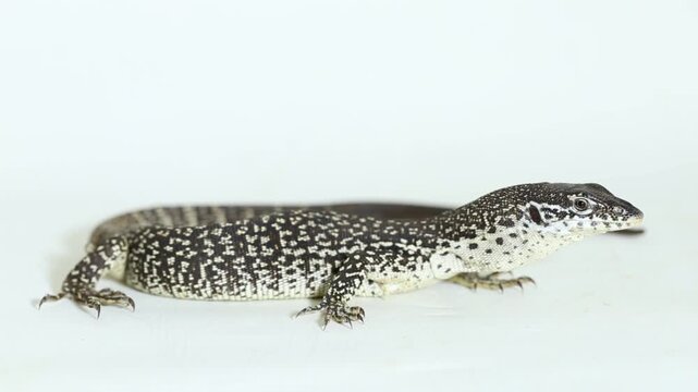 "Timor Tree Monitor" Images – Browse 105 Stock Photos, Vectors, and ...