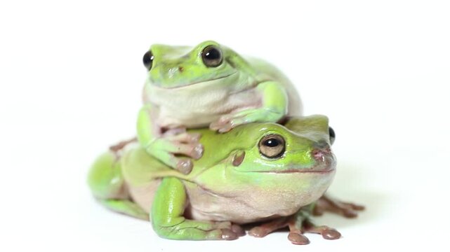 "Dumpy Frog" Images – Browse 3,868 Stock Photos, Vectors, and Video ...