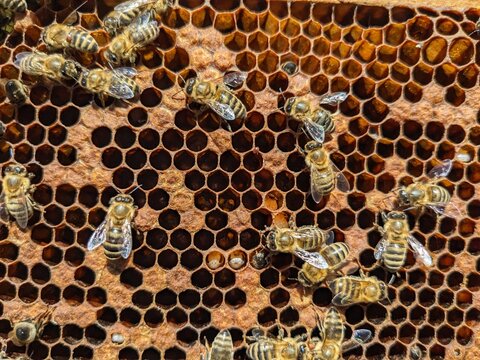 "Bee Brood" Images – Browse 3,269 Stock Photos, Vectors, and Video ...