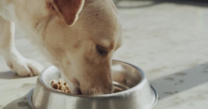 "Dog Bowl" Images – Browse 4,701 Stock Photos, Vectors, and Video ...