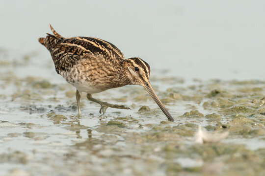 "Common Snipe" Images – Browse 3,571 Stock Photos, Vectors, and Video ...