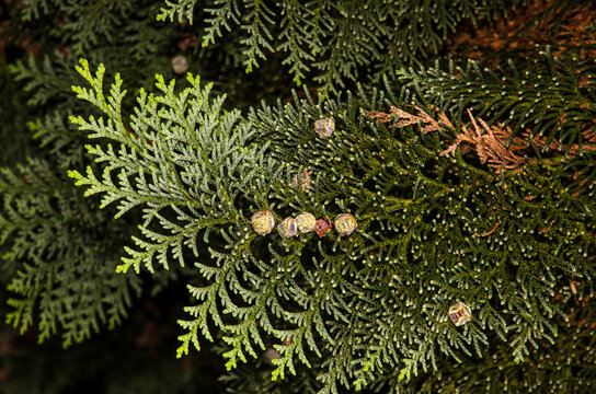 「Lawson」の写真素材 | 1,814件の無料イラスト画像 | Adobe Stock