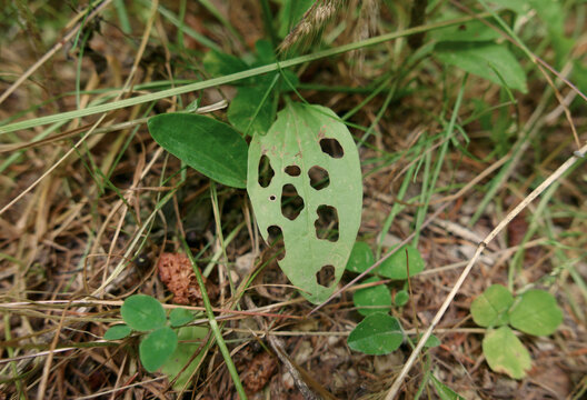 "Full Of Holes" Images – Browse 264 Stock Photos, Vectors, and Video ...