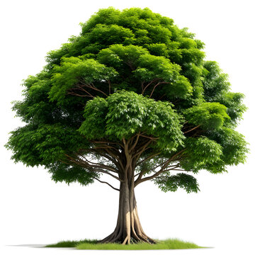 "Pipal Tree" Images – Browse 5,450 Stock Photos, Vectors, and Video ...