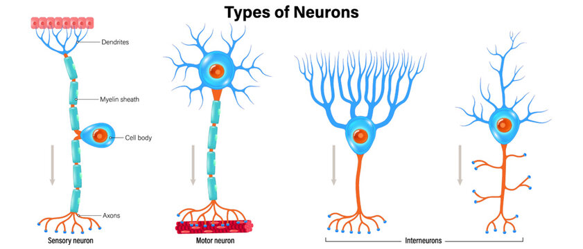 how to draw neurons in photoshop