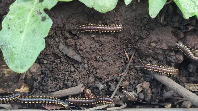"Yellow-Spotted Millipede" Images – Browse 162 Stock Photos, Vectors ...