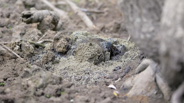 "Animal Corpse" Images – Browse 75 Stock Photos, Vectors, and Video ...
