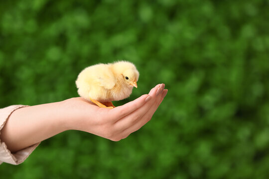 Hand Holding Chick Images – Browse 18,947 Stock Photos, Vectors, and ...