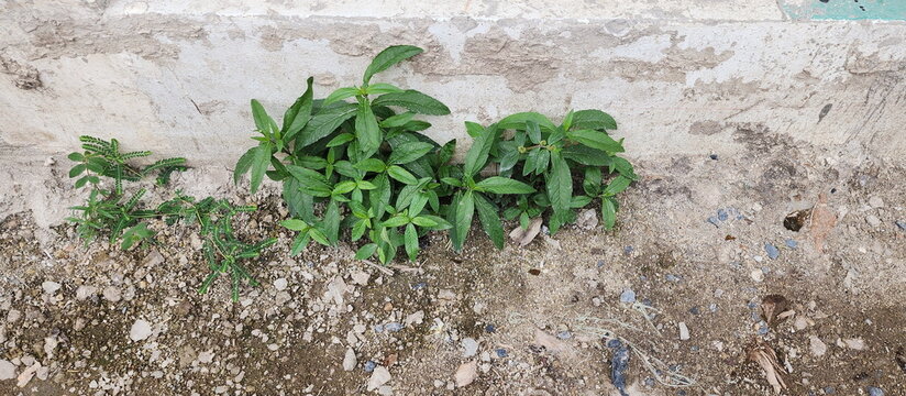 Tamalaki Images – Browse 75 Stock Photos, Vectors, and Video | Adobe Stock