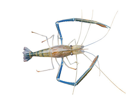 "Giant River Prawn" Images – Browse 2,013 Stock Photos, Vectors, and ...