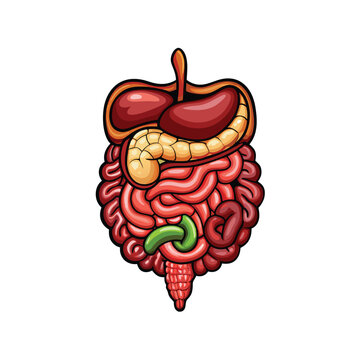 Cartoon Digestive System Images – Browse 16,538 Stock Photos, Vectors ...