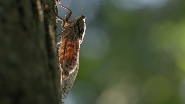 Cigale Images – Browse 1,054 Stock Photos, Vectors, and Video | Adobe Stock