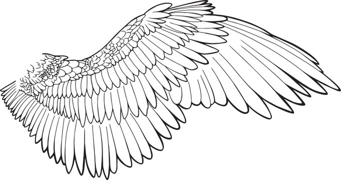 Angel Wing Outline Images – Browse 21,385 Stock Photos, Vectors, and ...