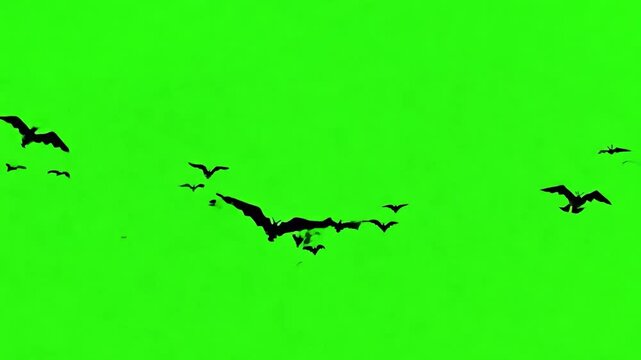 "Bats Flying" Images – Browse 40,992 Stock Photos, Vectors, and Video ...