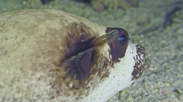 Pufferfish Images – Browse 46,699 Stock Photos, Vectors, and Video ...