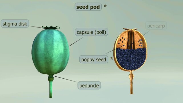 "Fruit Anatomy" Images – Browse 3,429 Stock Photos, Vectors, and Video ...