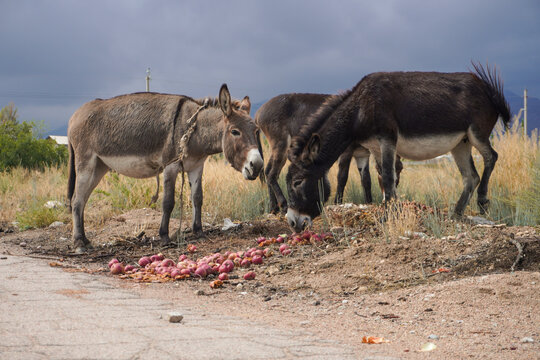 "Brown Donkey" Images – Browse 455 Stock Photos, Vectors, and Video ...
