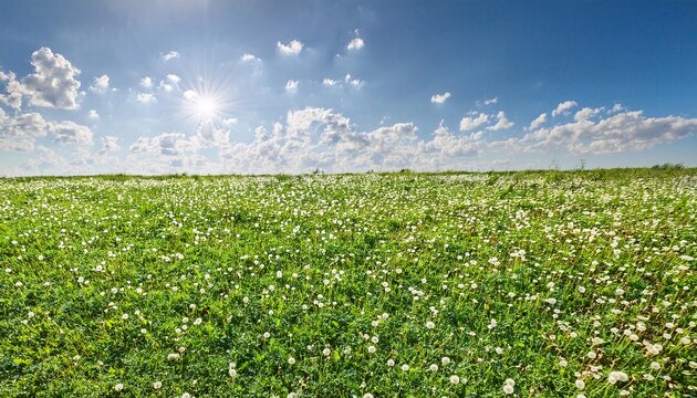 dandelion field background