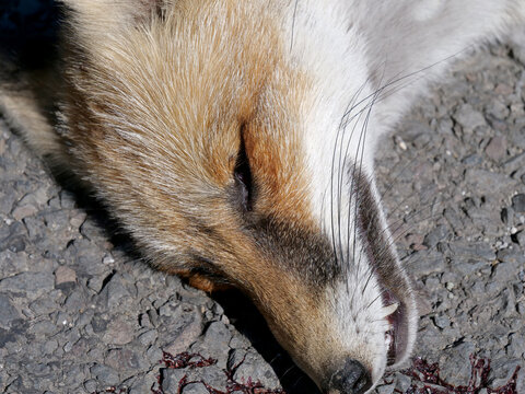 "Dead Fox" Images – Browse 56 Stock Photos, Vectors, and Video | Adobe ...