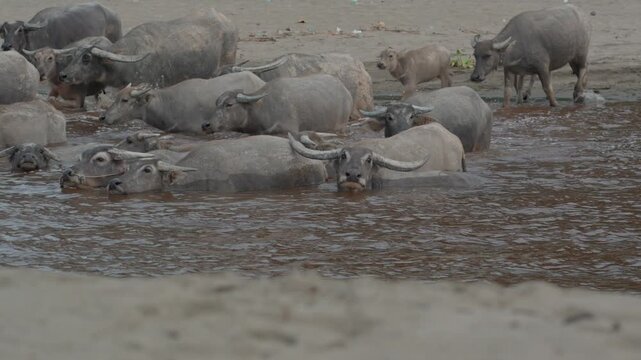 "Water Ox" Images – Browse 22,915 Stock Photos, Vectors, and Video ...