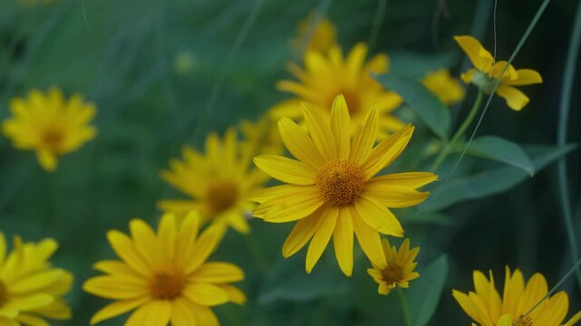 "False Sunflower" Images – Browse 1,222 Stock Photos, Vectors, and ...
