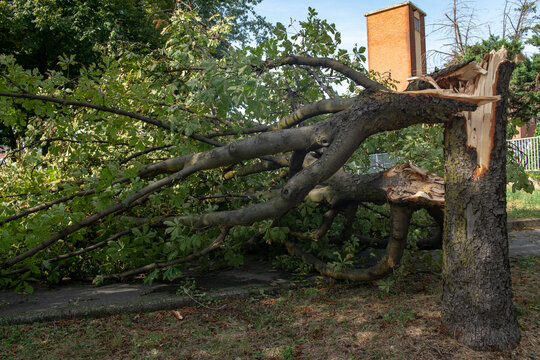 Tornado Tree Images – Browse 50,490 Stock Photos, Vectors, and Video ...