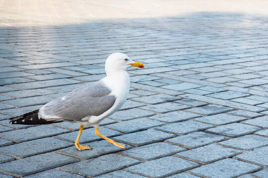 「かもめ」の写真素材 | 791,777件の無料イラスト画像 | Adobe Stock