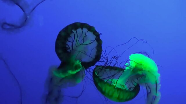 "Crystal Jellyfish" Images – Browse 239 Stock Photos, Vectors, and ...