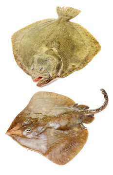 "Psetta Maxima" Images – Browse 3,157 Stock Photos, Vectors, and Video ...