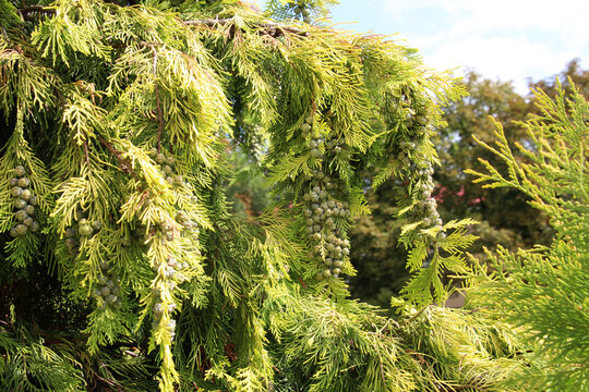 "Port Orford Cedar" Images – Browse 740 Stock Photos, Vectors, and ...